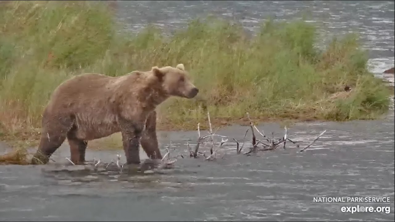 903 Makes His Way Through the Windy Lower River - August 5, 2024 ...