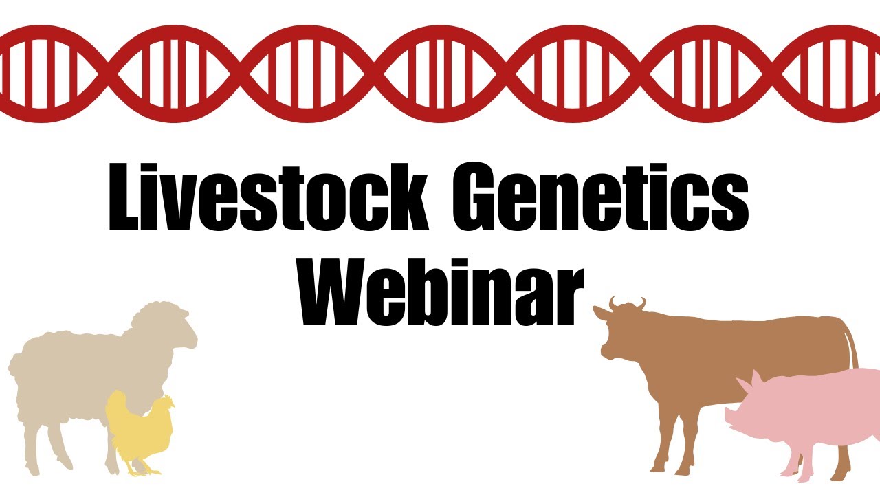 Livestock Genetics - YouTube