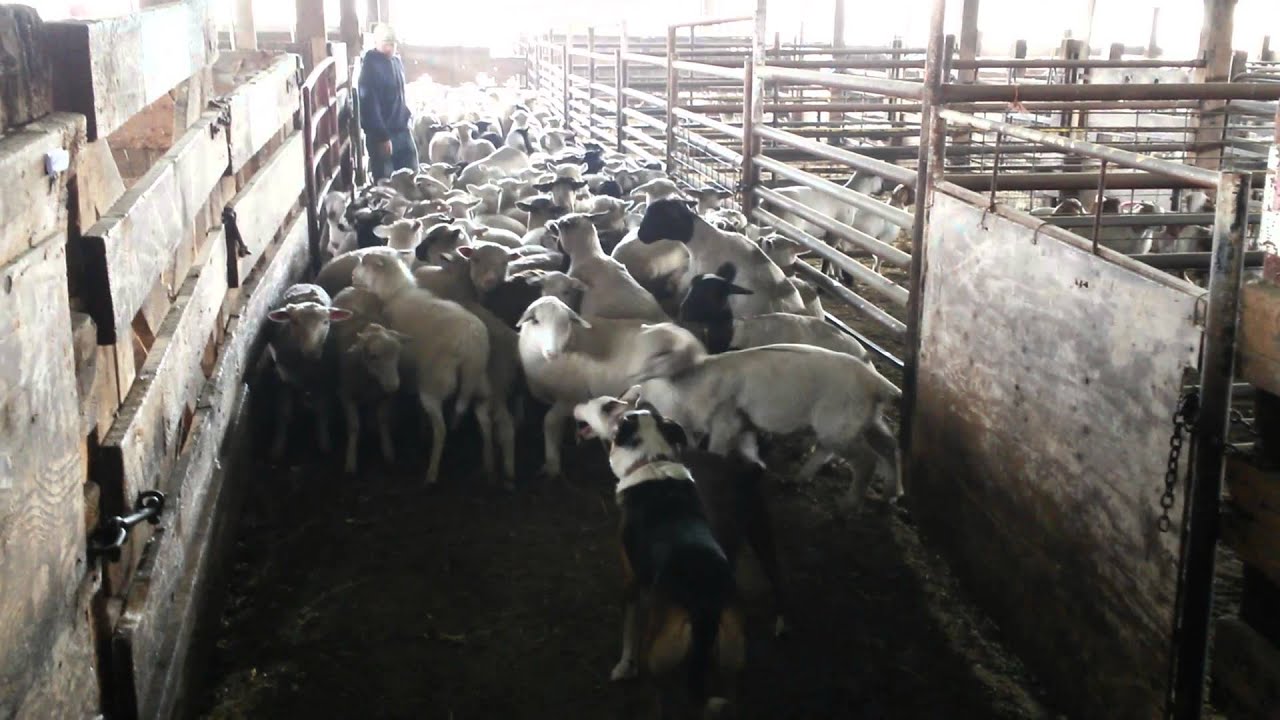 Badass dog walking over the sheep for days - YouTube