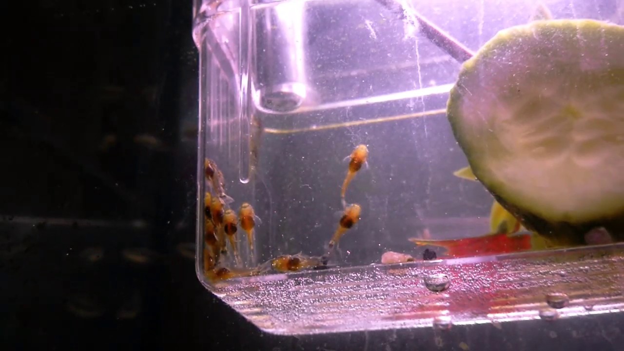Pleco eggs - fry part 4 - YouTube