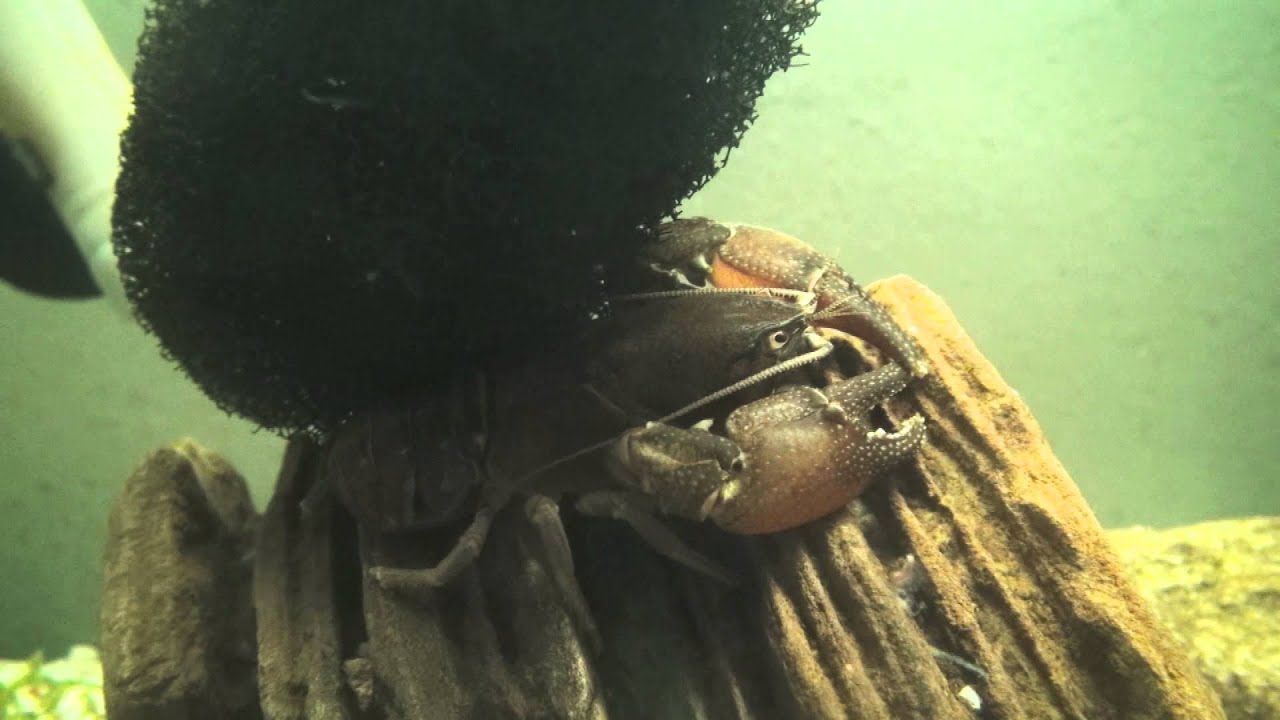 ニホンザリガニ Japanese crayfish, Zarigani かすみがうら市水族館 Kasumigaura City ...