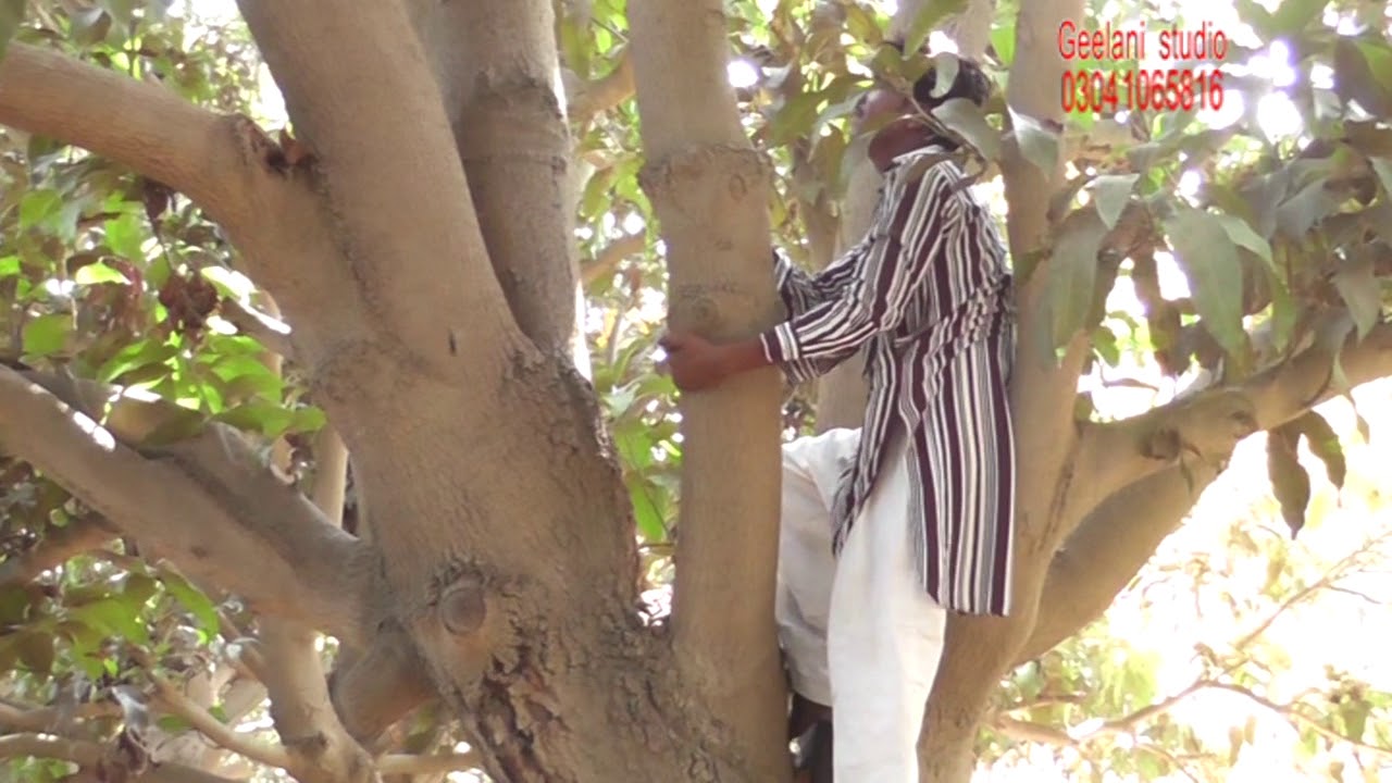 New Full Funny Singharay ne shahid Kessay Utara - YouTube