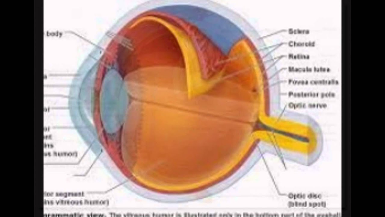 Anatomy Of The Eyeball - YouTube