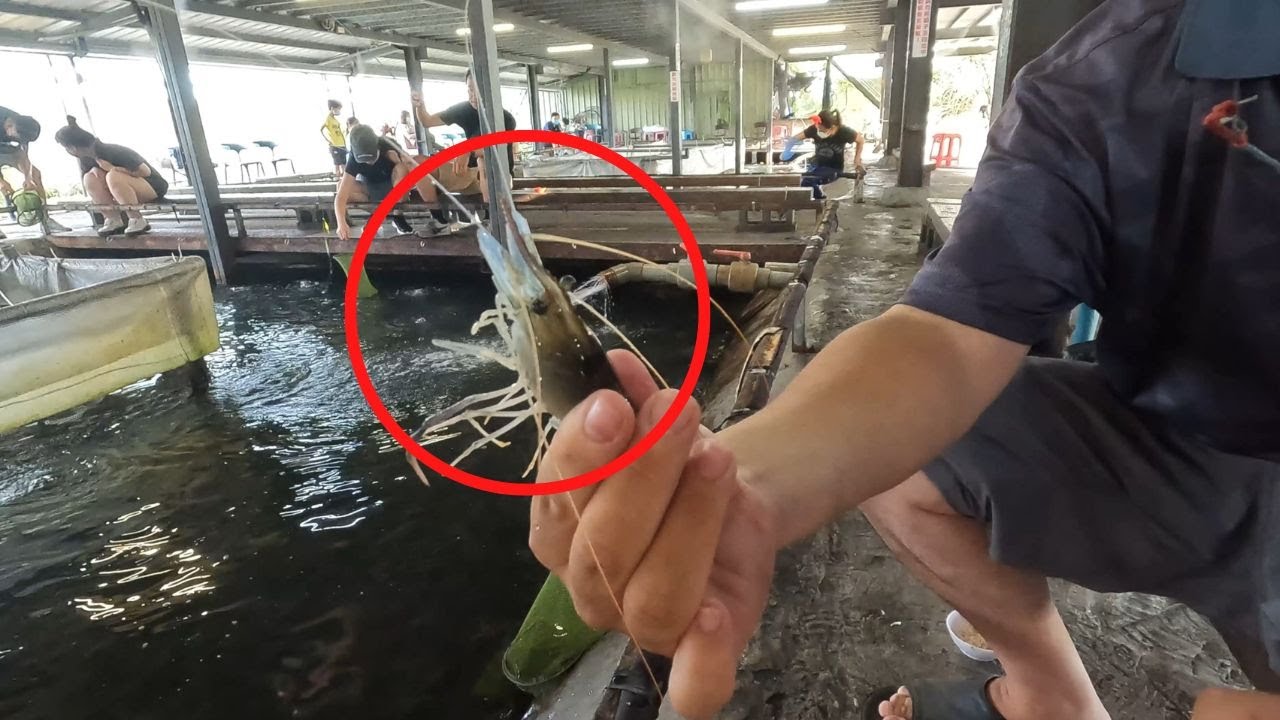 Live Shrimp Fishing: The Fun Things to Do In Taiwan - YouTube