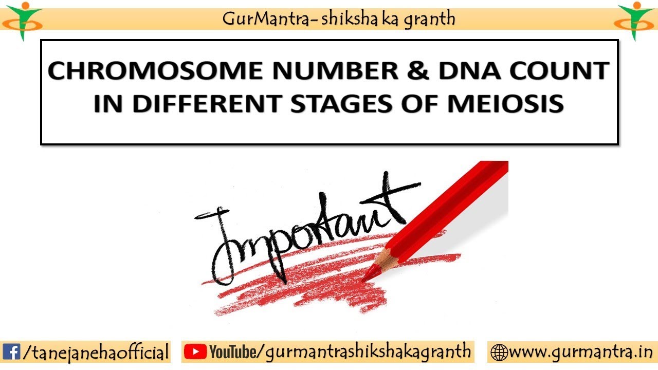 COUNTING CHROMOSOME NUMBER & DNA CONTENT IN MEIOSIS | CELL CYCLE - YouTube