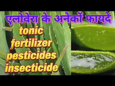 एलोवेरा के आने के फायदे tonic, fertilizer ,pesticide or insecticide ...