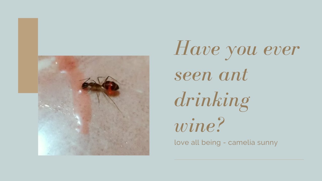 The Ant is drinking wine - YouTube