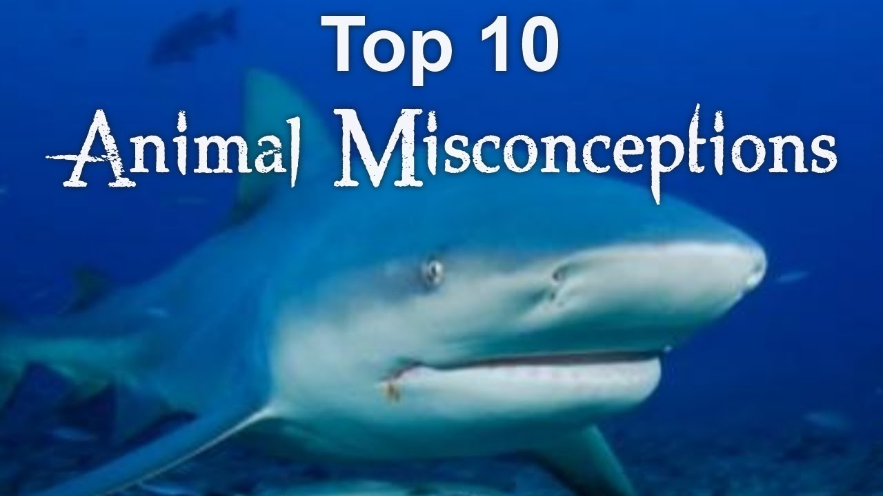 Top 10 Animal Misconceptions - YouTube