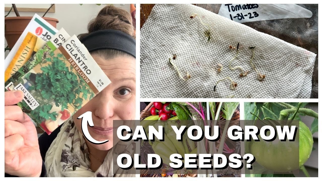 How to do a seed germination test at home - YouTube