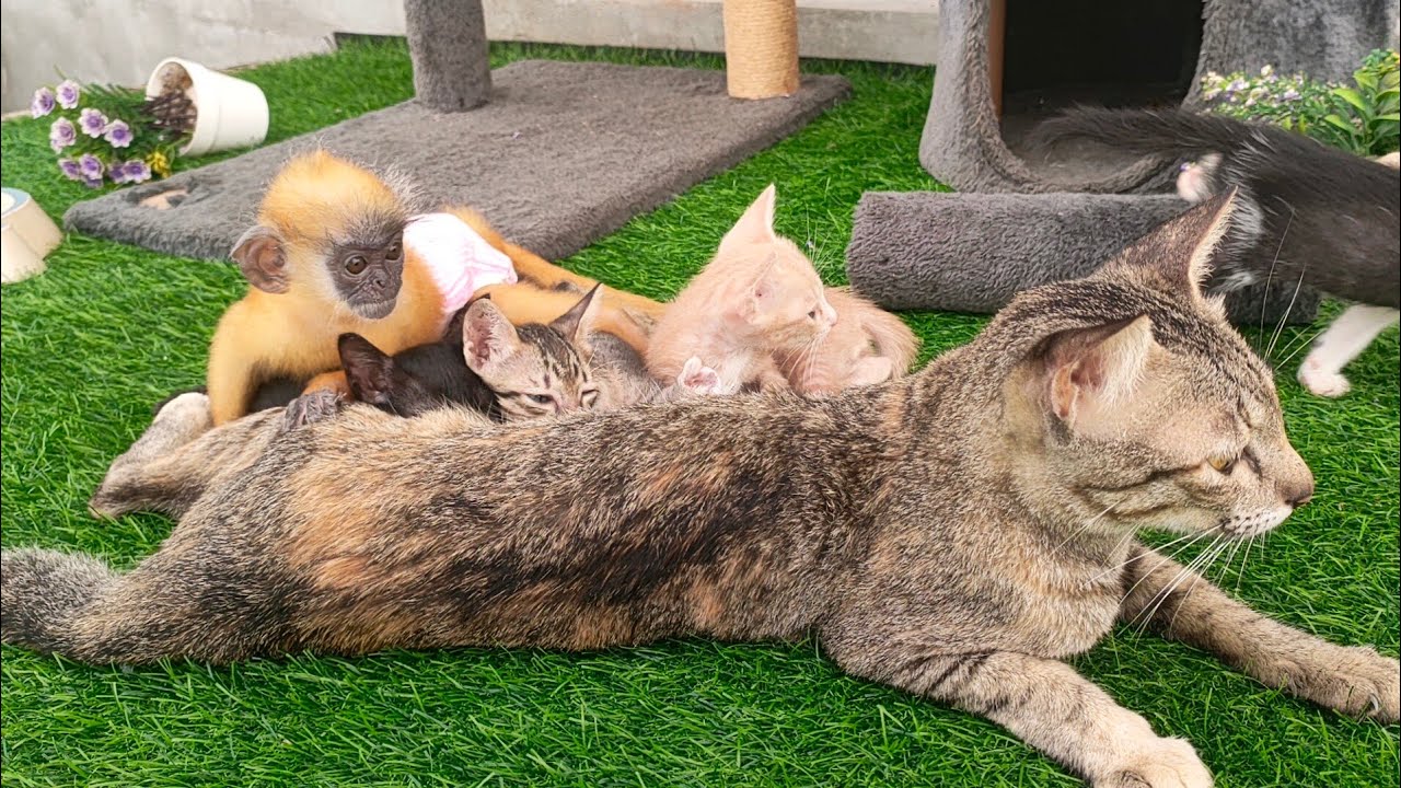 Adorable 🥰 🥰 baby kittens baby golden monkey with all kitty family ...