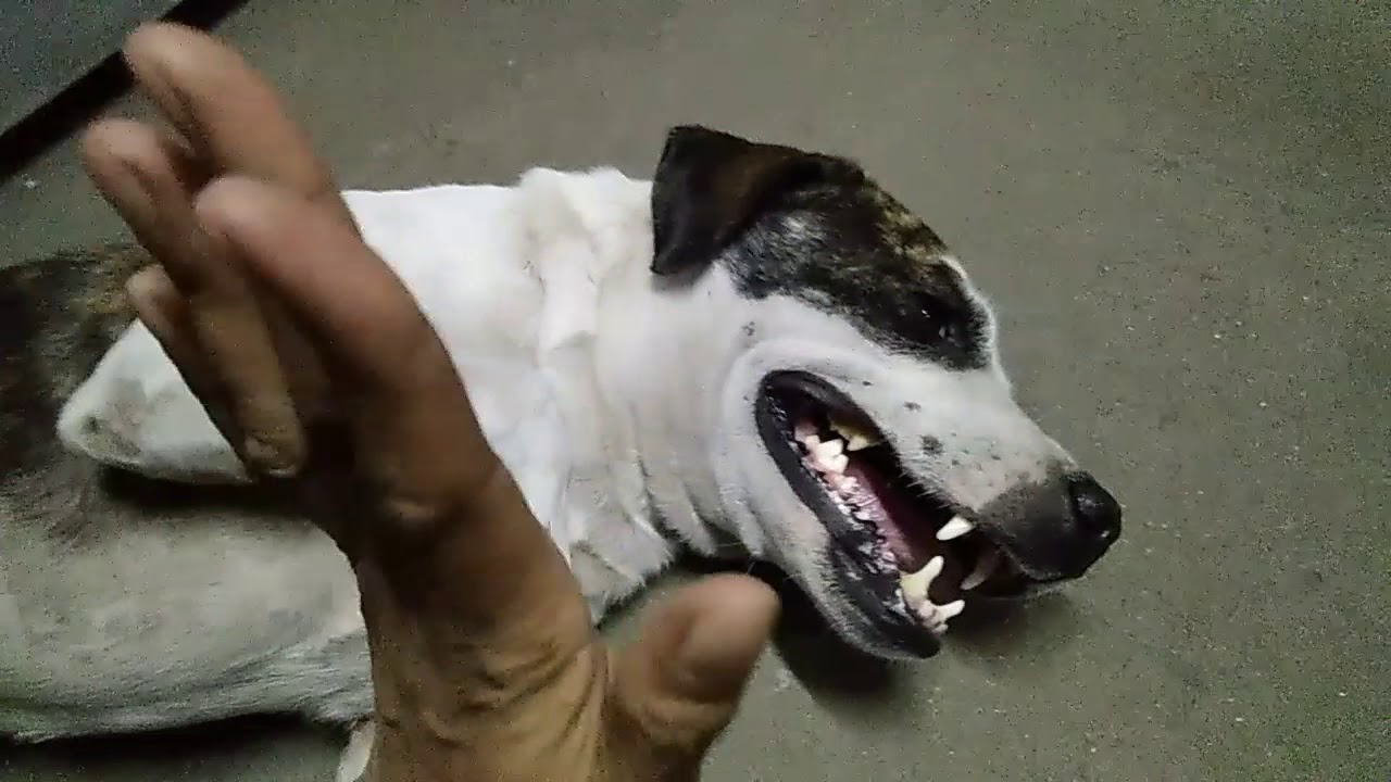 How Guilty dog is. Dagul's guilty moment but cute. - YouTube