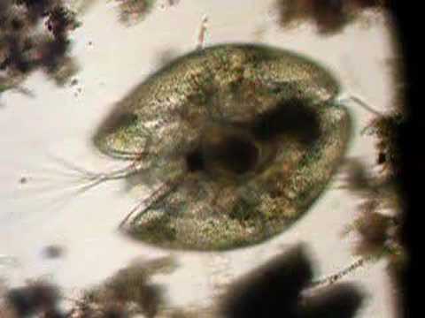 Ostracoda - YouTube