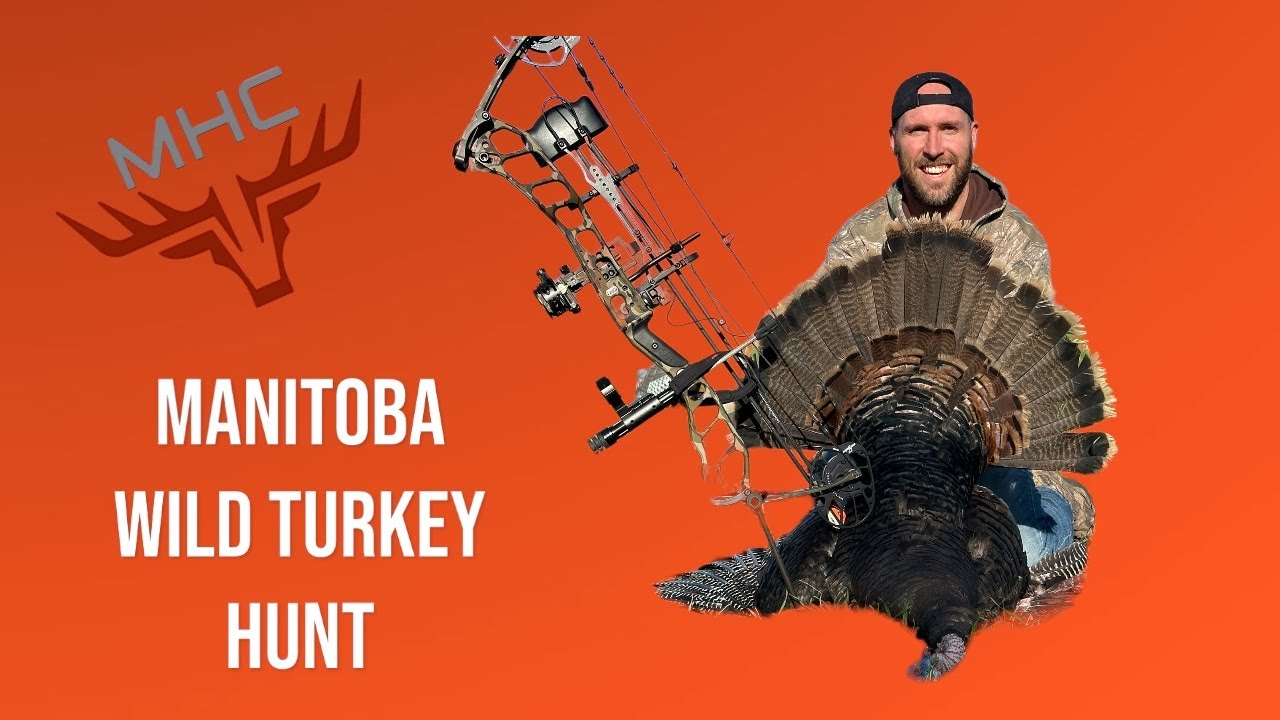 Manitoba Wild Turkey Hunt - Spring 2024 - YouTube