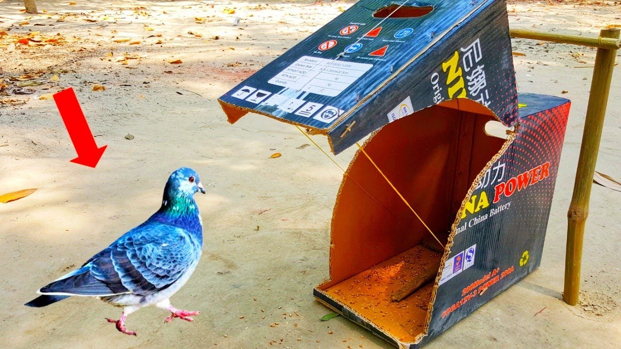 How To Make A Bird Trap Out Of A Cardboard Box How To Make A Bird Trap How To Make A Bird Trap Out Of A Cardboard Box How To Make A Bird Trap