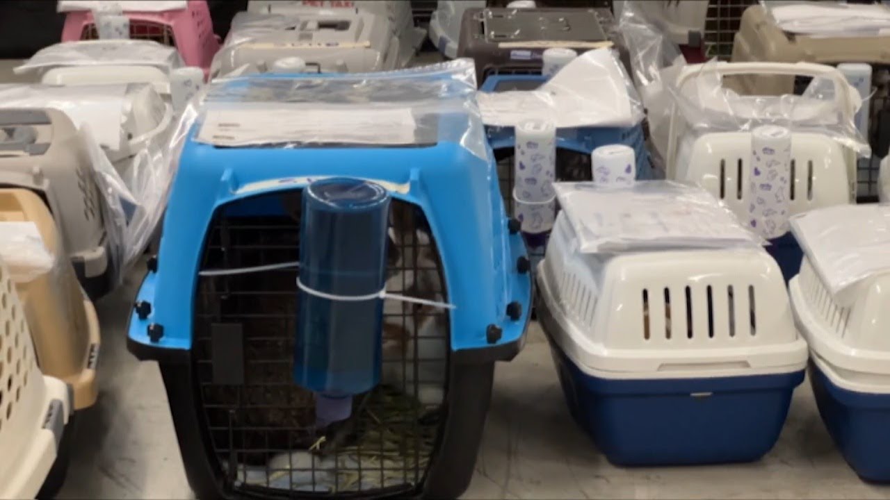 'Devastating' info changes course of Humane Society investigation - YouTube