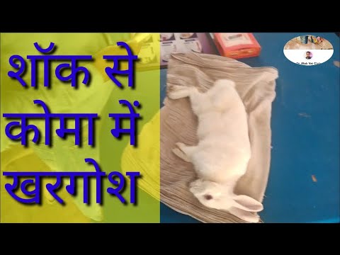 कोमा में खरगोश | shock in rabbit #rabbit #coma #Shock#paralysis ...