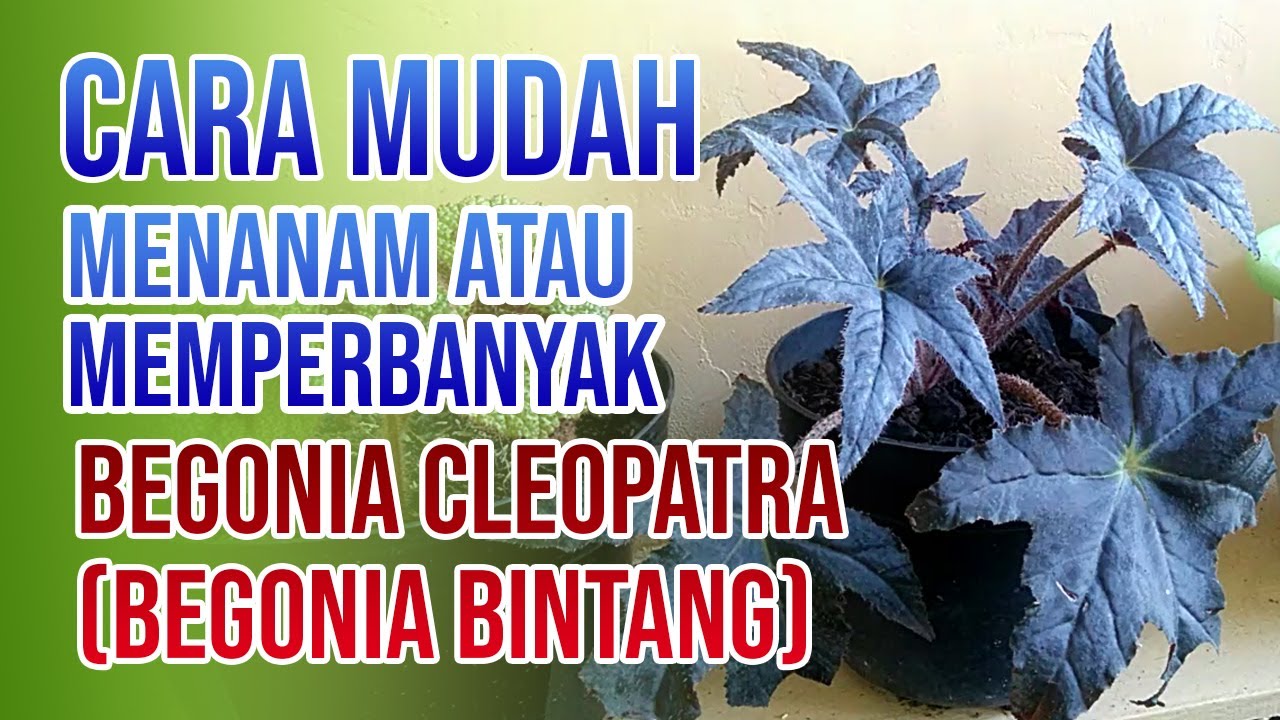 Cara Mudah Menanam atau Memperbanyak Bunga Begonia Cleopatra (Begonia ...