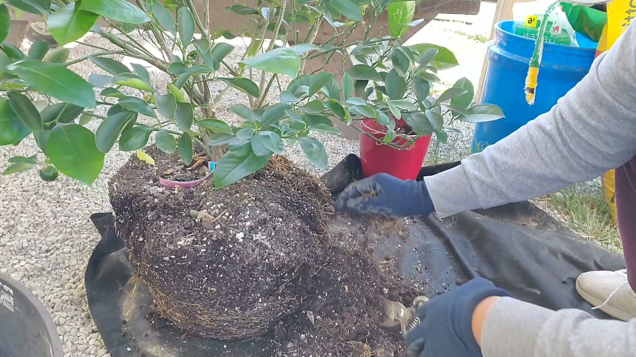 REMOVING THE ROOTS OF CALAMANSI / CITRUS TREE FOR BETTER GROWING IN THE ...