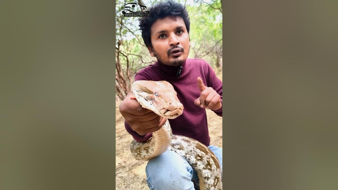 Is it a Rock Python V's . Russell Viper?#fouryou #trend #wildlife #news ...