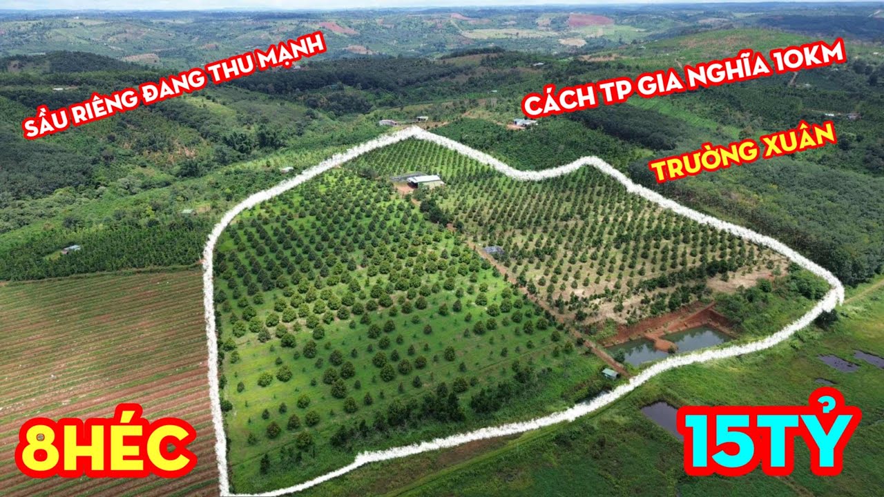 Bán 8ha Đất Vườn Sầu Riêng Đang Thu ở Trường Xuân,Cách TP Gia Nghĩa ...