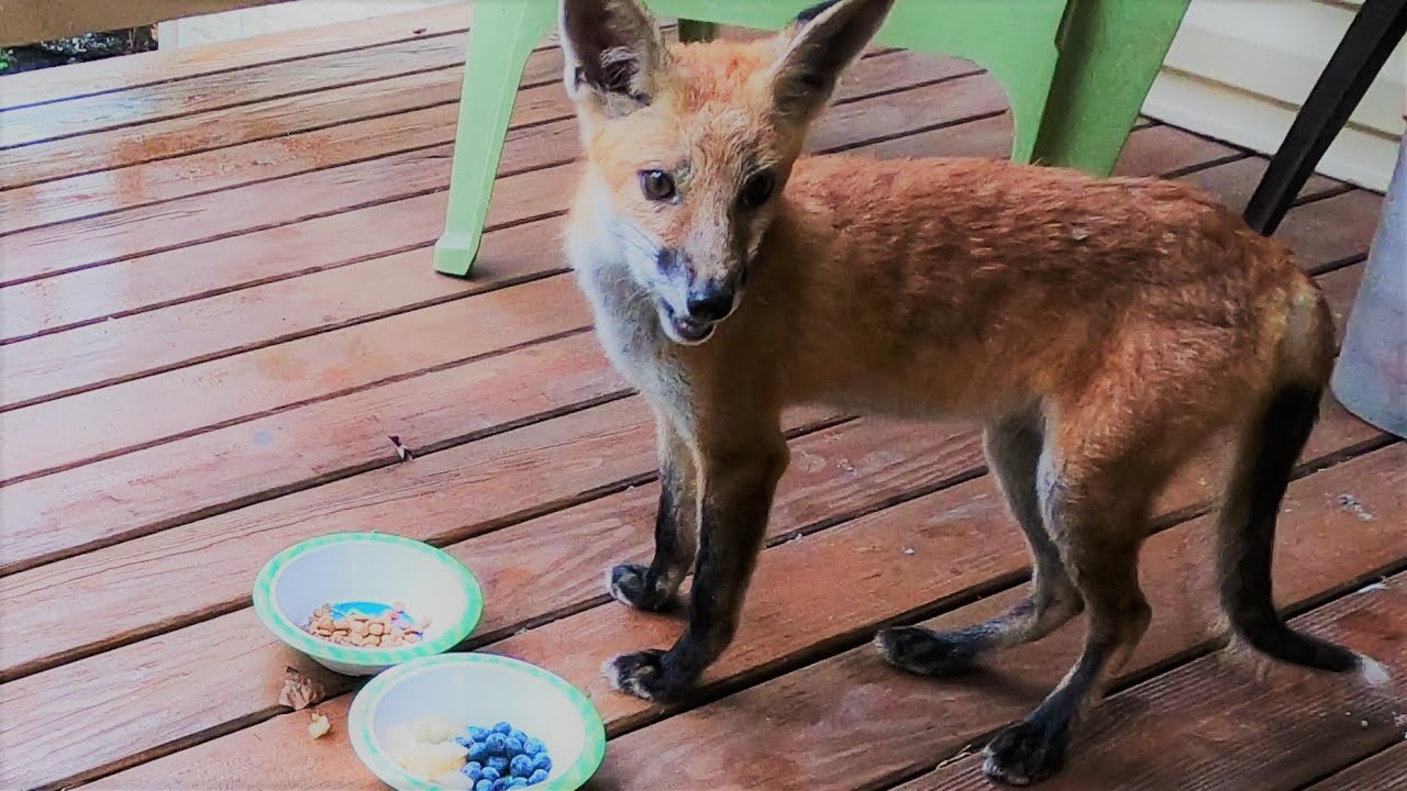 Red Fox Recovering From Sarcoptic Mange Eating On My Porch During a ...