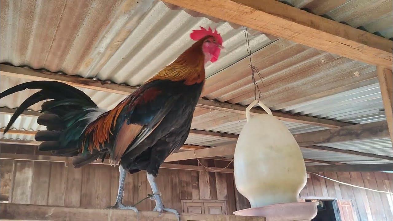 Qaib dib mos noob tuaj zoo - YouTube