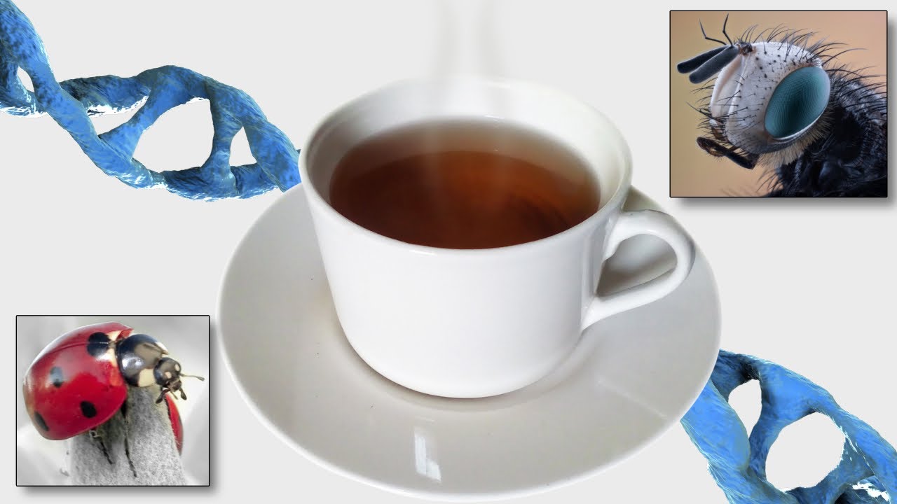 Why do I have Insect DNA in my Tea? - YouTube