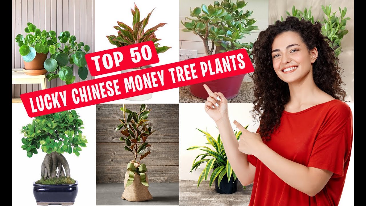 Top 50 Lucky Chinese Money Tree Plants for Home | Best Chinese money ...