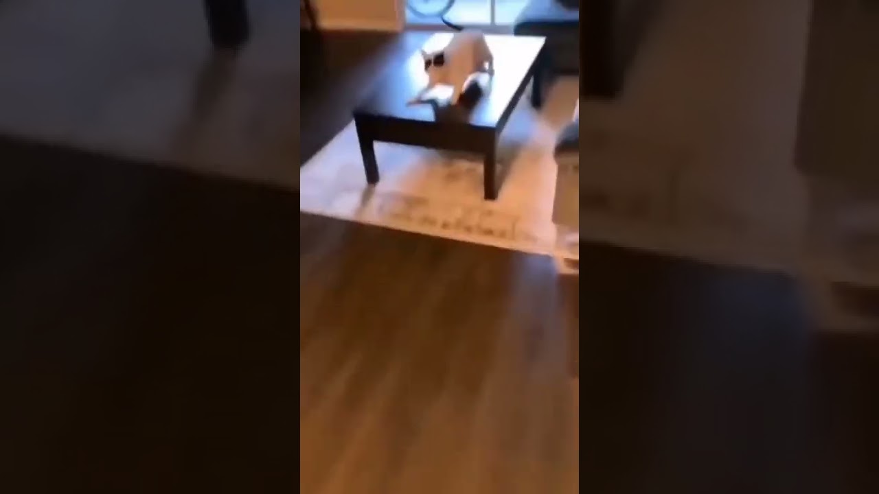 Hey cat, do a backflip 😂 #funnycats #backflip #goodvibes - YouTube