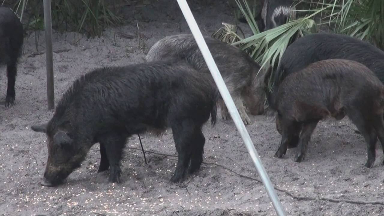 American Hoggers Tom Walker Hog Hunting in florida with Mossberg 500 ...