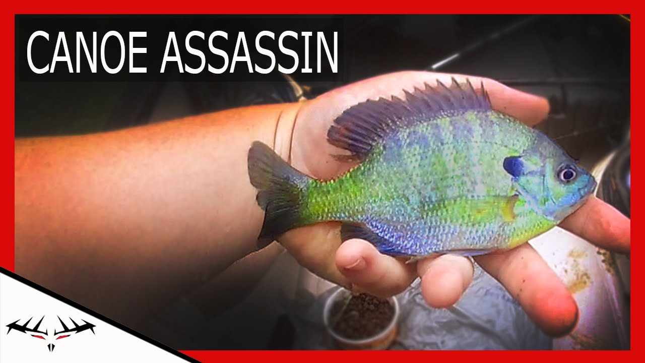 PANFISH PRO ASSASSIN | HIGH WATER CANOEING | FISHING VLOG #7 - YouTube