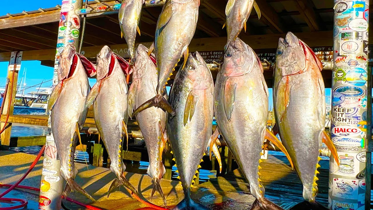 500 LBS of Meat in *1 HOUR* ||| Tuna Fishing DOES NOT Get Any Better ...