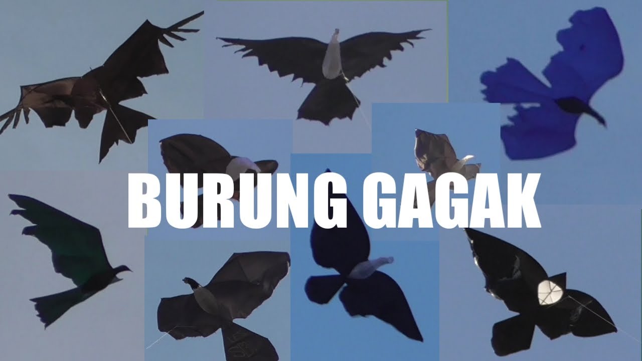 Kumpulan Layangan Kedis Goak/ Gagak - YouTube