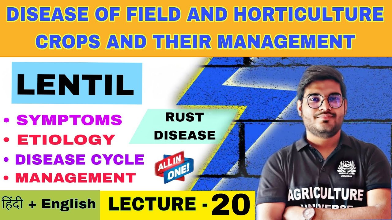 Rust disease in Lentil || Lentil disease - YouTube