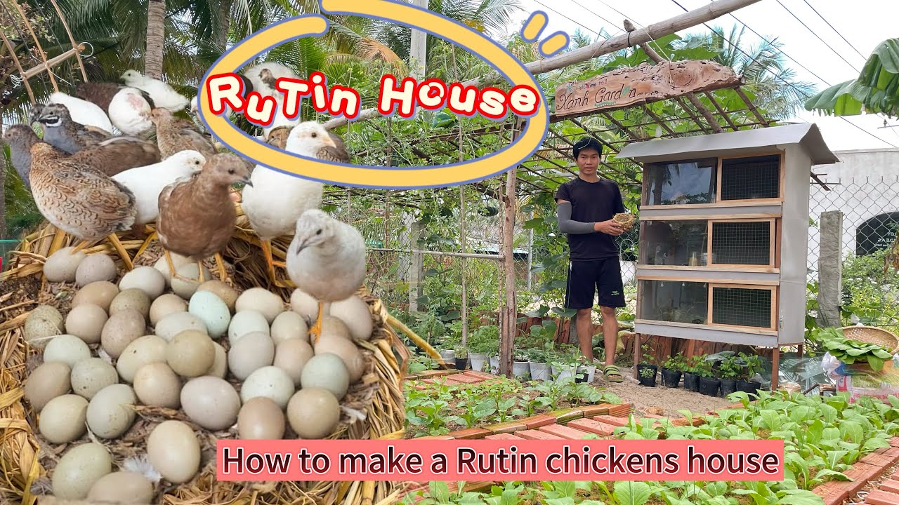 How to make a rutin chickens house / Làm chuồng gà rutin | Gà nhỏ nhất ...