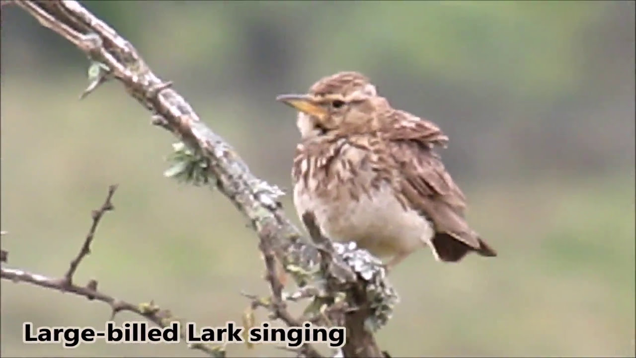 Large-billed Lark singing - YouTube