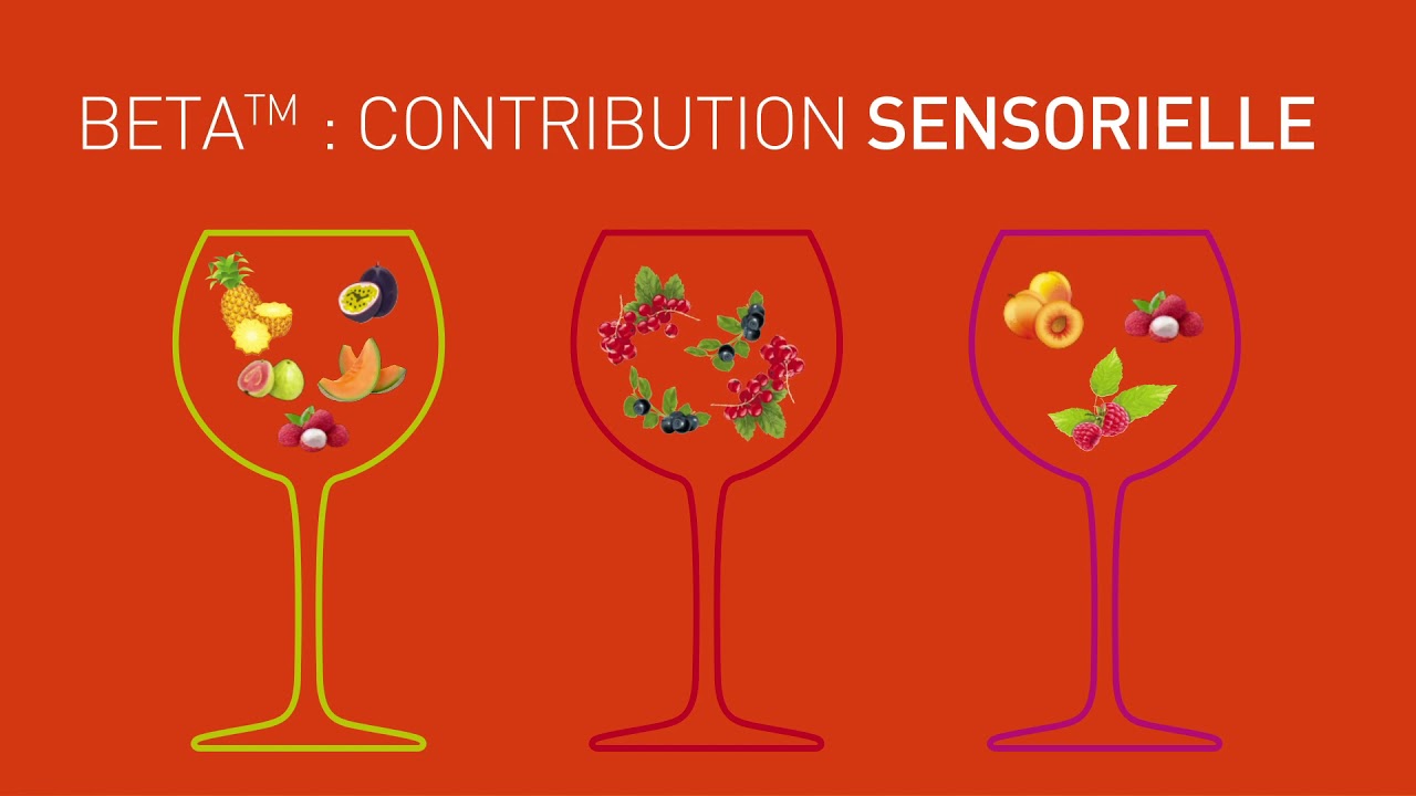 Fermentation malolactique : la bactérie œnologique BETA pour des vins ...