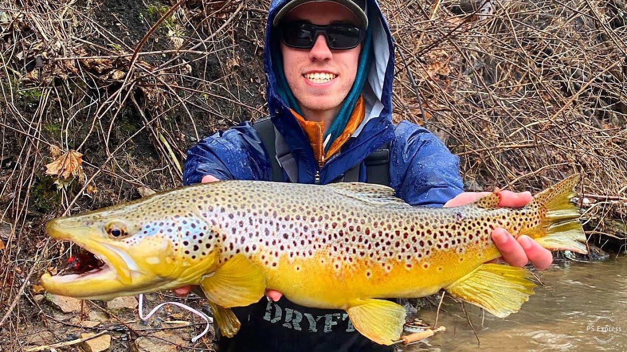 Giant Brown Trout
