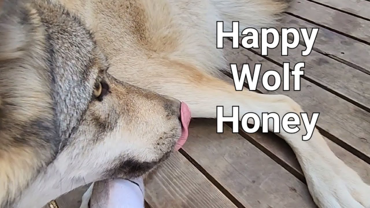 Happy Wolf Memes Funny Cute Happy Infinitive Wolf