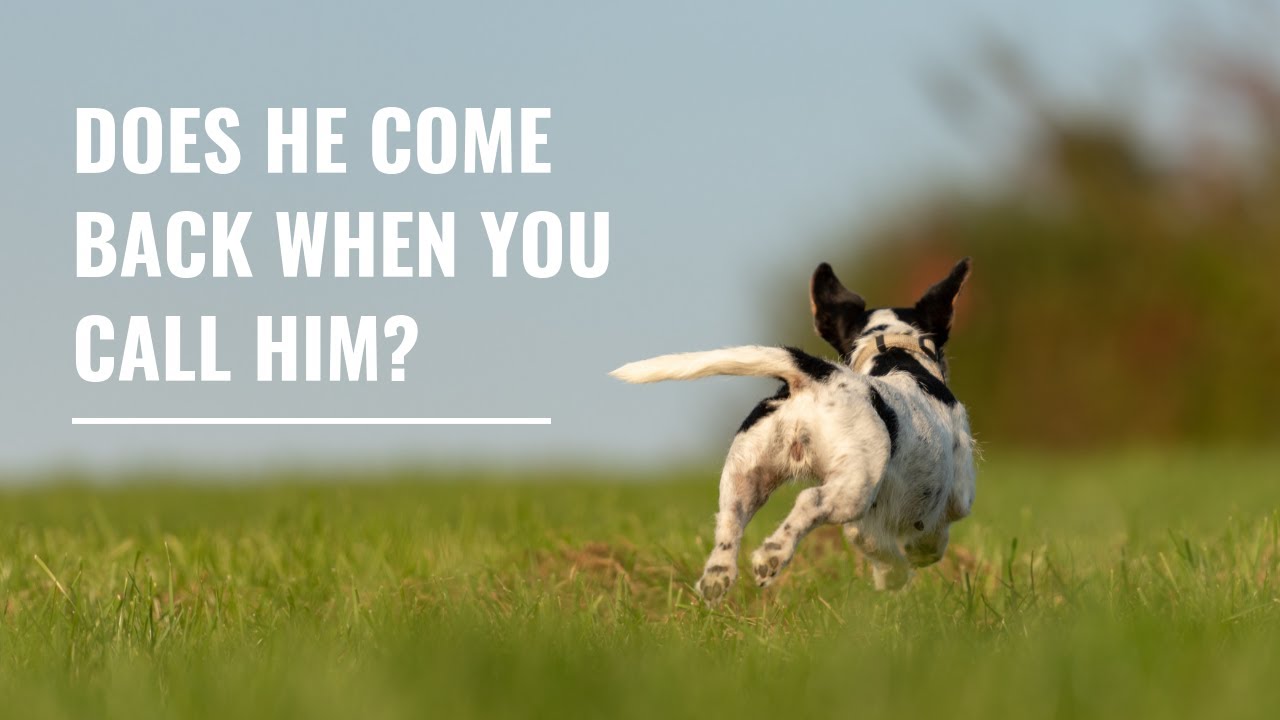 Teach Your Dog to Come When Called: How To Train Your Dog To Respond ...