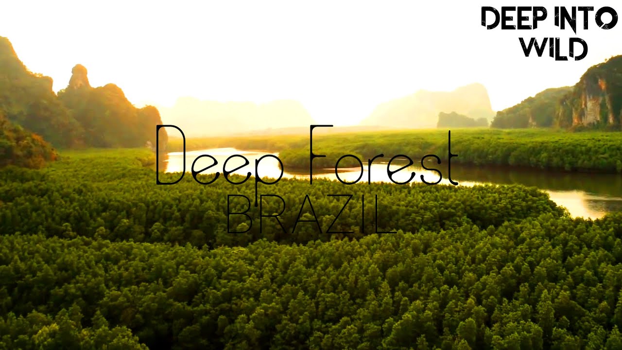 Deep Forest| Stock Footage #38 | Deep Into Wild | - YouTube