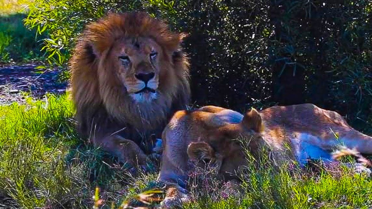 Lions rescued from circus are reunited and the male stays by his wife’s ...
