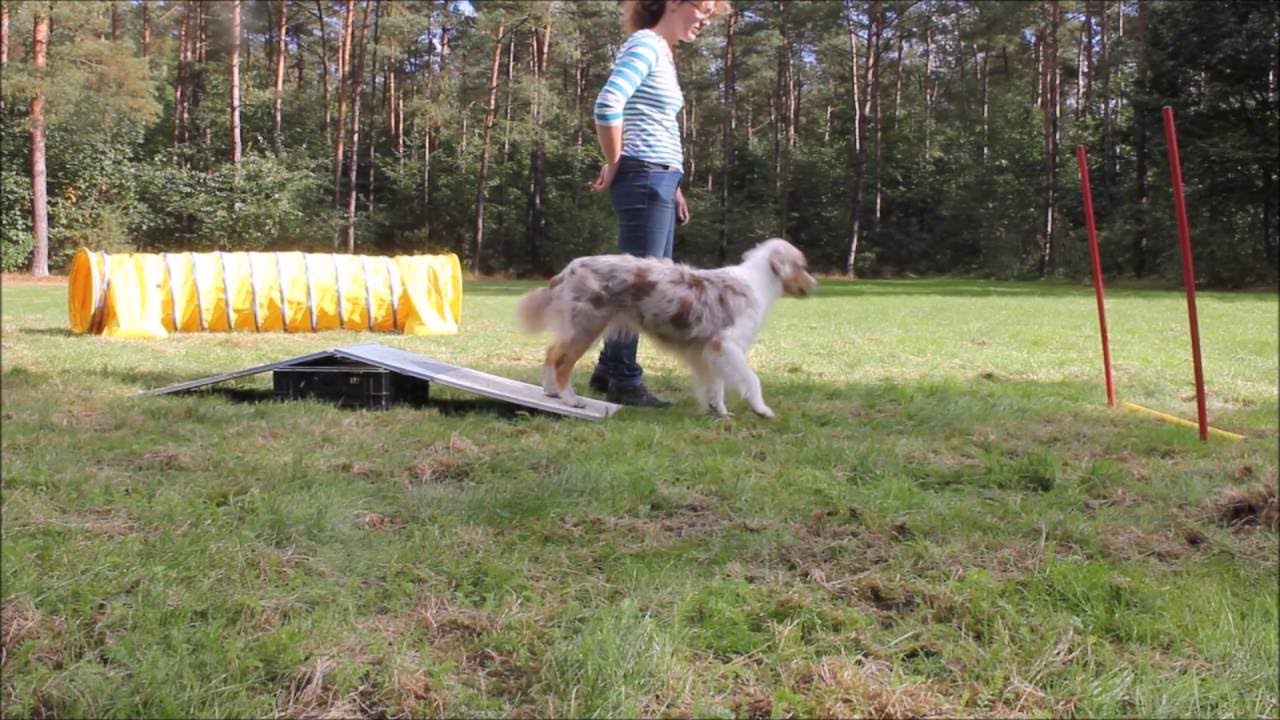 Aussie agility Contact training - YouTube