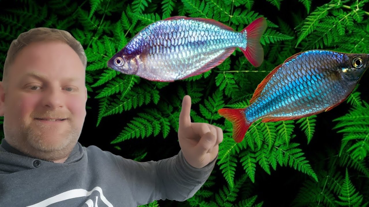 week 2 dwarf neon rainbow fry update its working a - YouTube