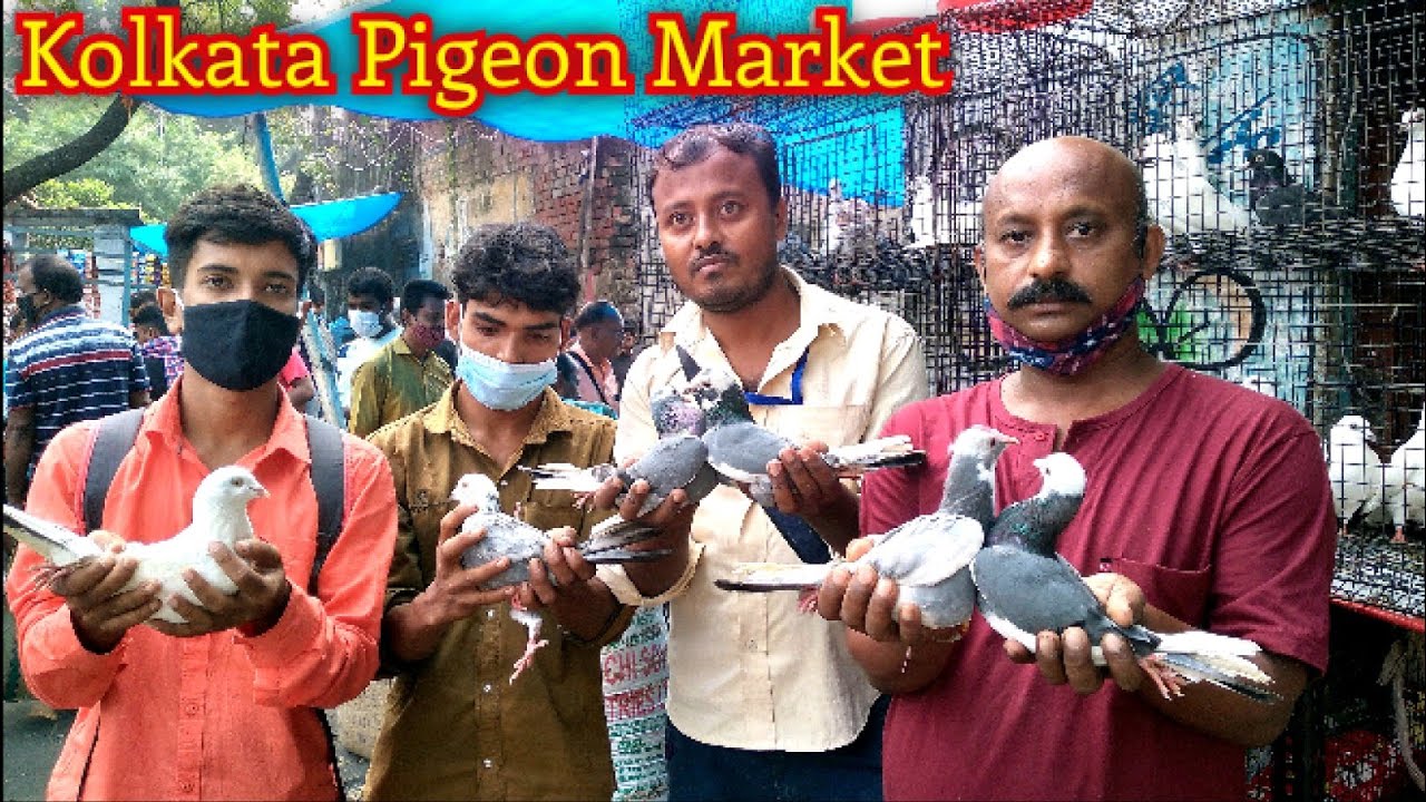 Galiff Street Pigeon Market In Kolkata Visit & Pigeon Buyers Review ...