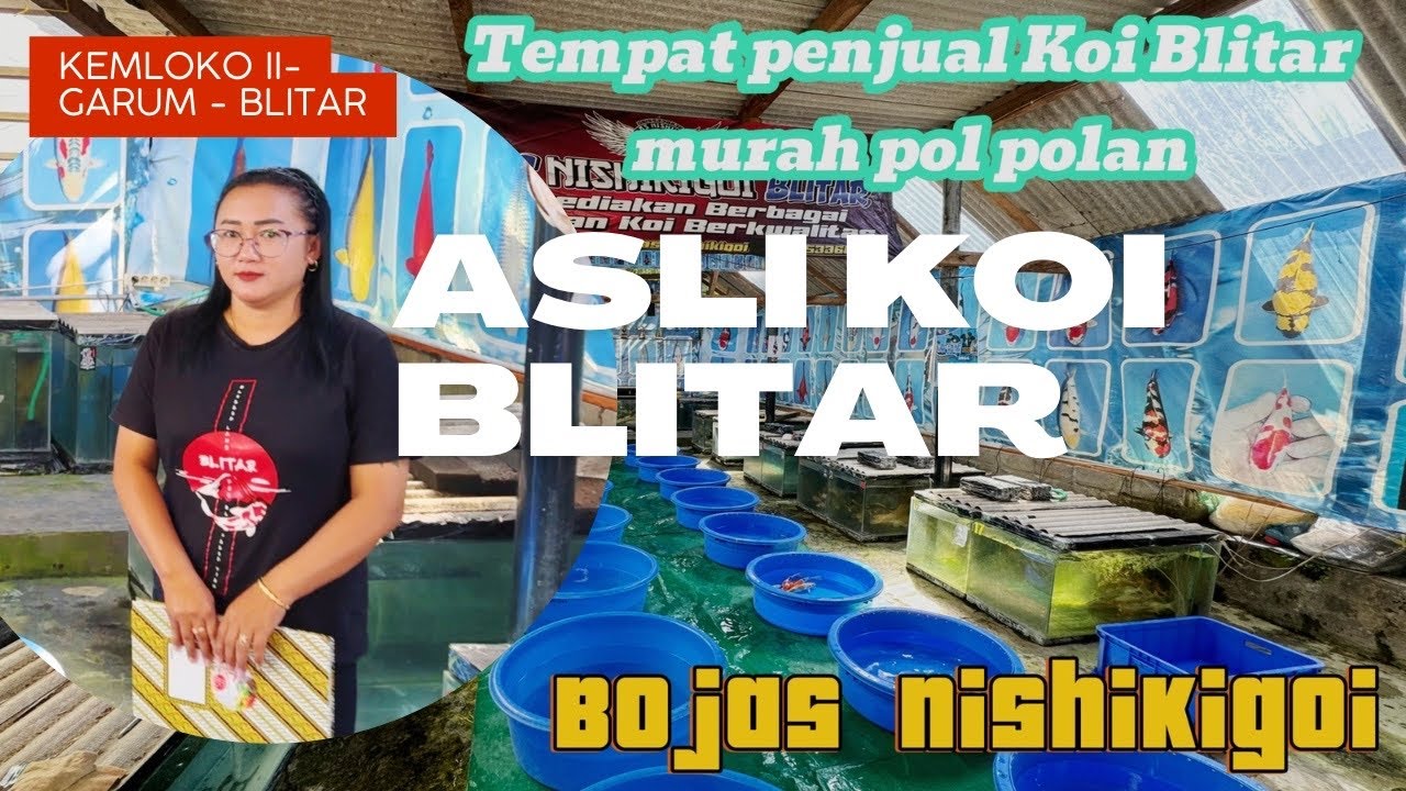 Koi Blitar Murah Pol Polan Di KEMLOKO II - GARUM - BLITAR ‼️BOJAS ...