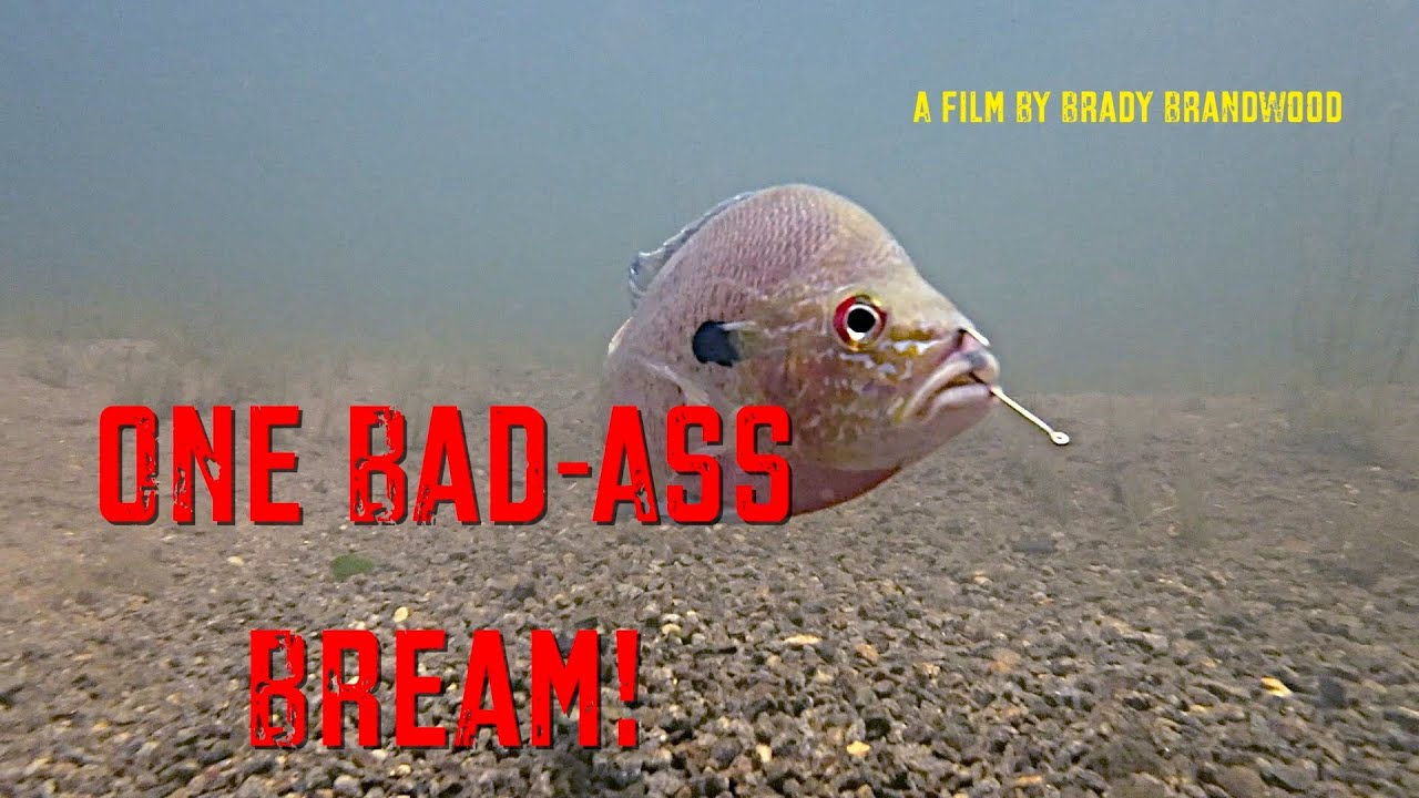 One Bad Ass Bream - YouTube