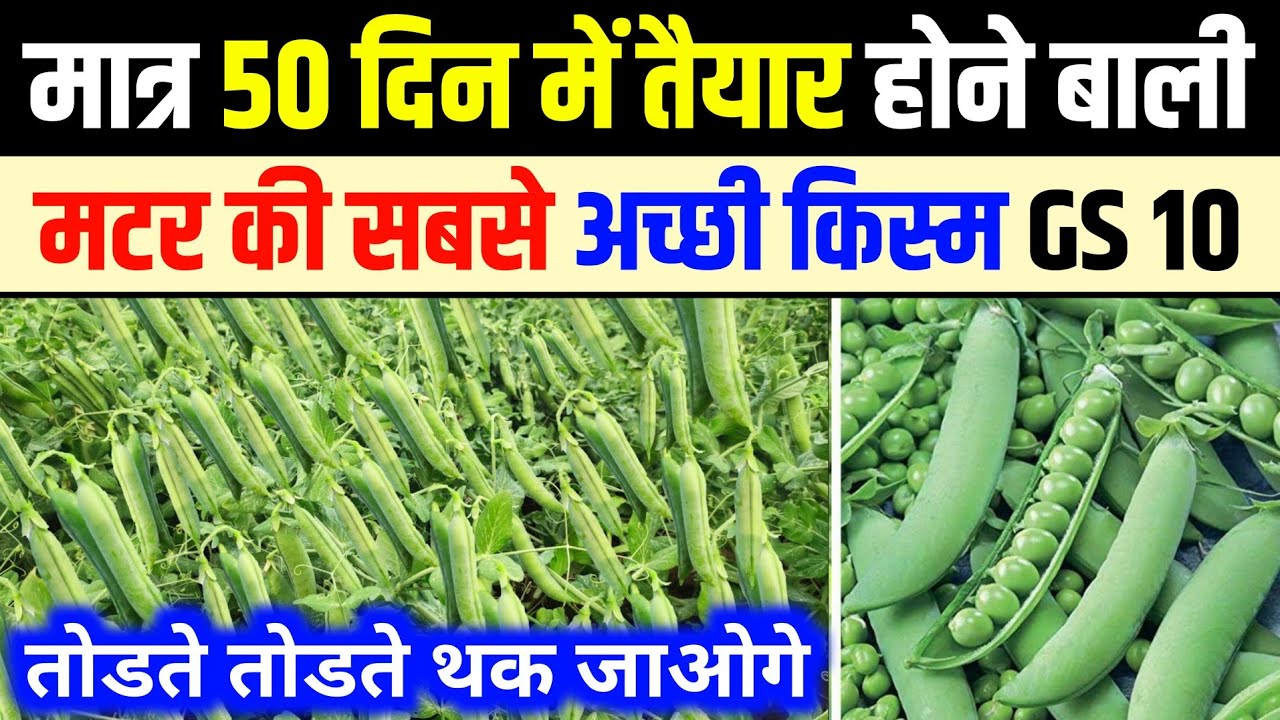 मटर की बेस्ट वैरायटी मात्र 60 दिनों में तैयार🌱अगेती मटर की खेती🤑Matar ...