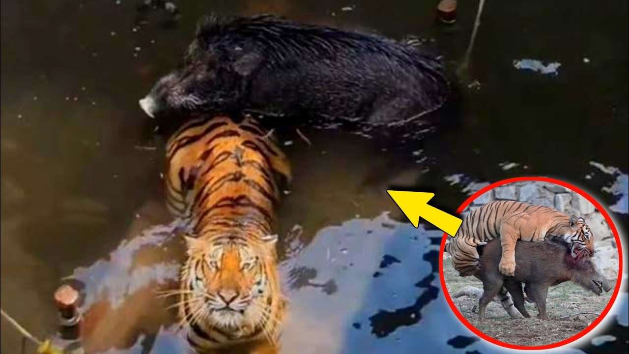 Tiger and Boar Fall into Well Together Rescuers Pull Off a Daring ...