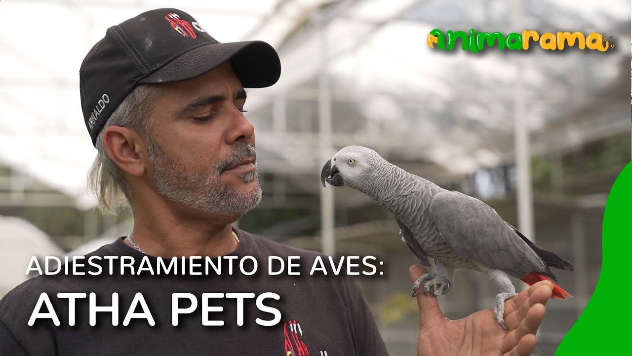 ¿Cómo entrenar a un loro? | Atha Pets: Adiestramiento de aves - YouTube